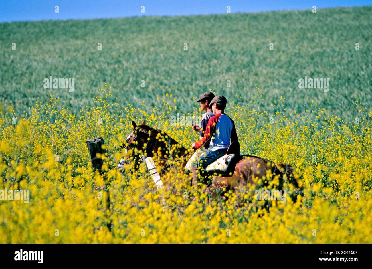 SPAIN, ANDALUSIA, RIDE ON A SUNFLOWERS FIELD Stock Photo - Alamy