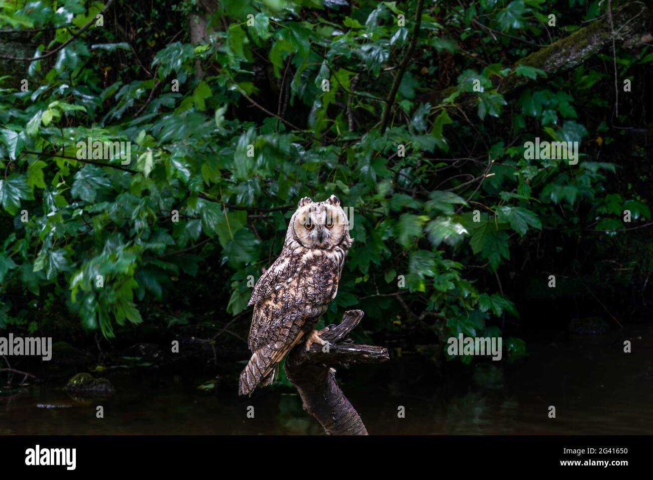 Long-eared owl (Asio otus), also known as lesser horned owl Stock Photo ...