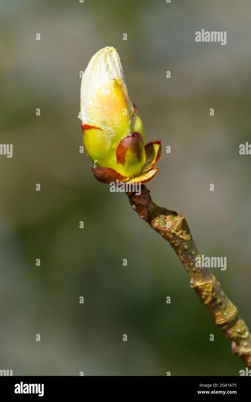 Sticky bud hi-res stock photography and images - Alamy
