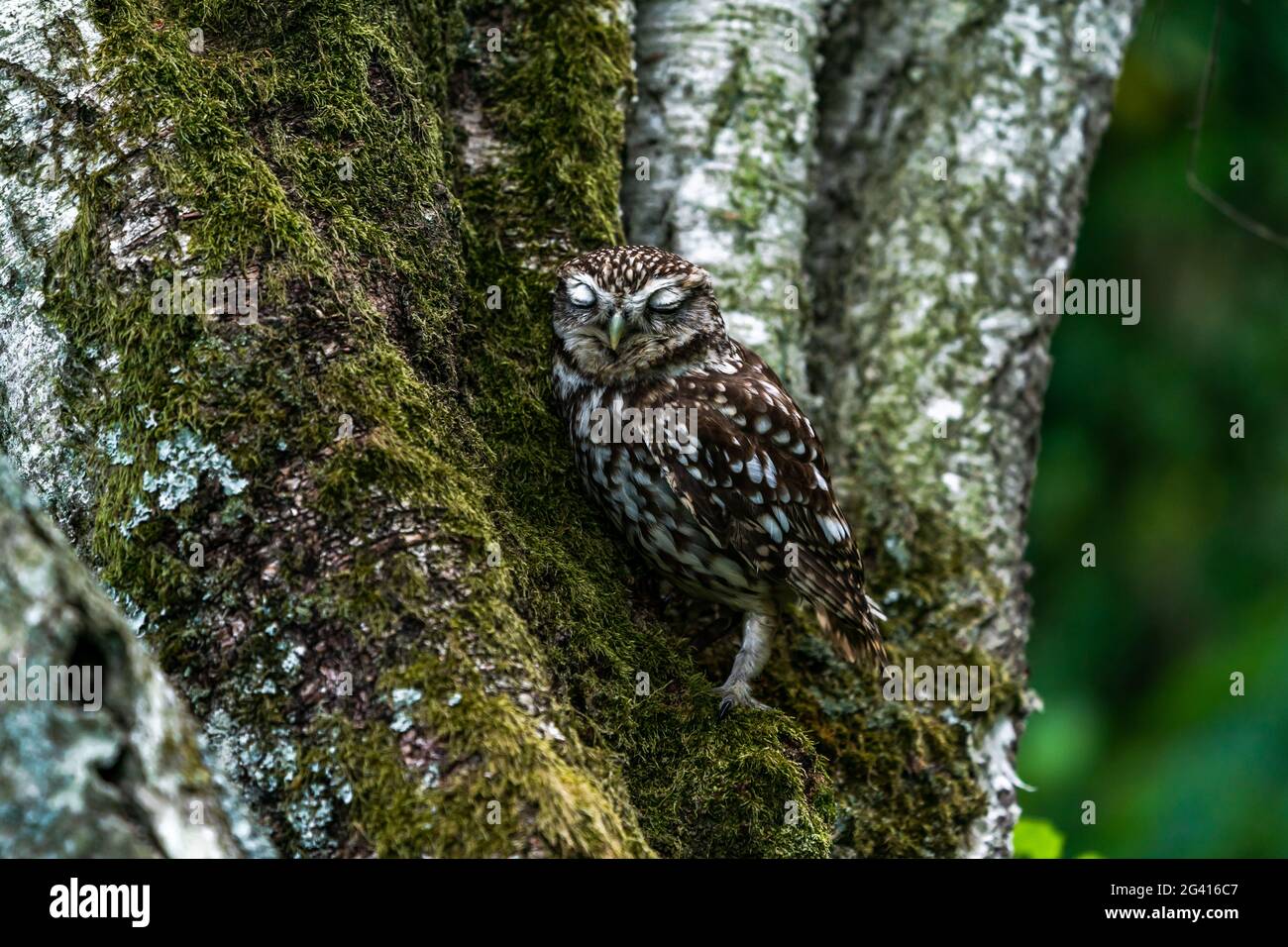 Little owl (Athene noctua) also known as the owl of Athena, on a tree ...
