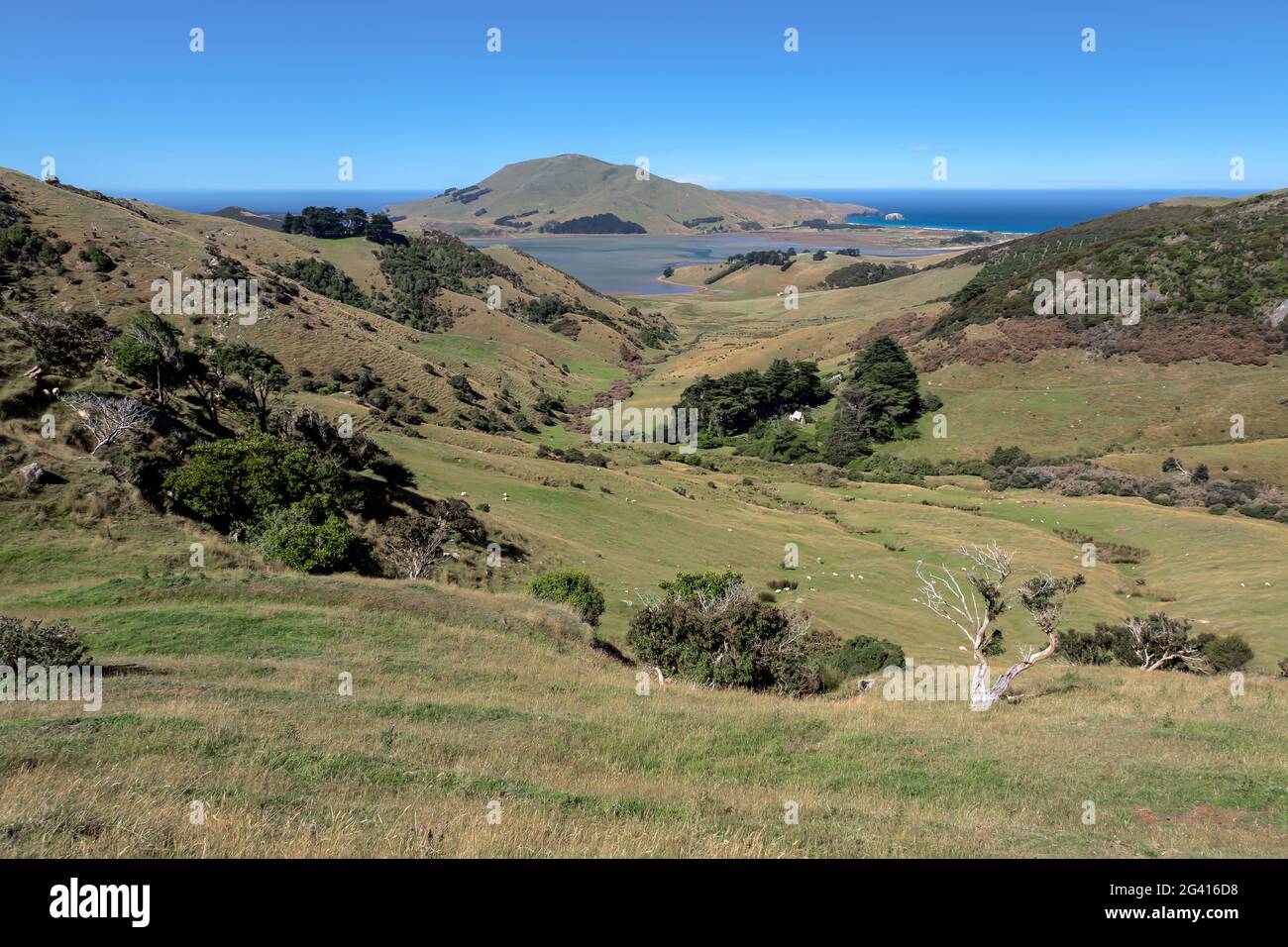 Green otago peninsula hi-res stock photography and images - Alamy