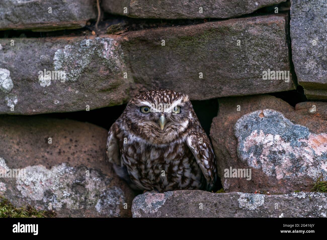 Little owl (Athene noctua) also known as the owl of Athena in the ...