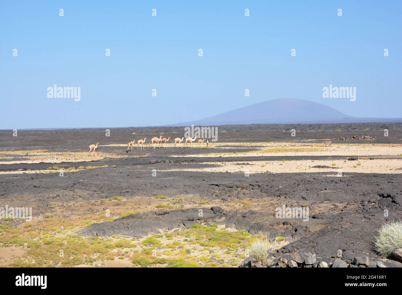 Ethiopia; Afar region; Danakil Desert; on the way to the Erta Ale ...