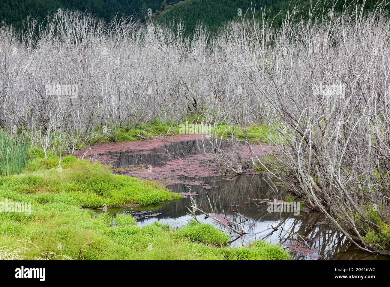 Dead algae hi-res stock photography and images - Alamy