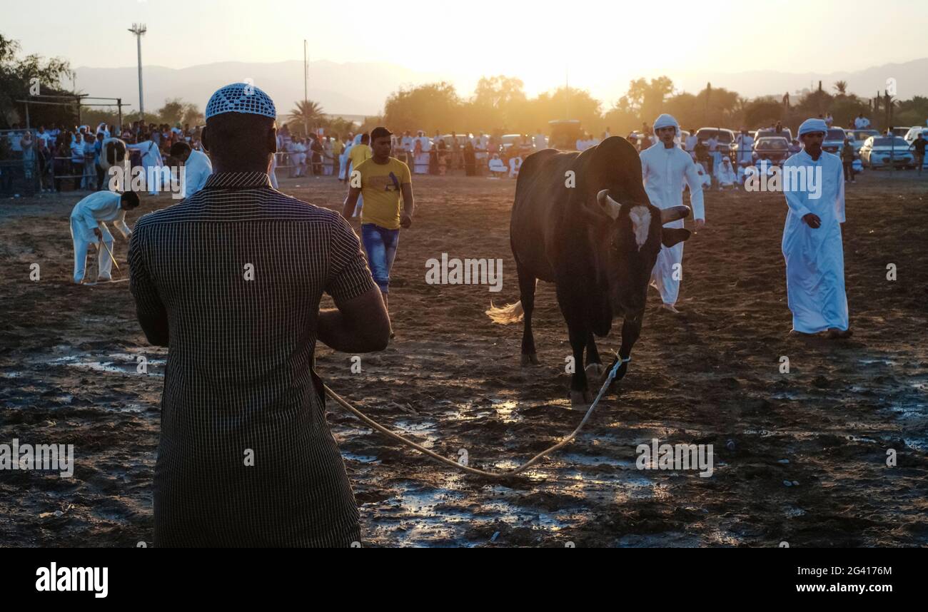 Bullfighter rodeo bull hi-res stock photography and images - Alamy