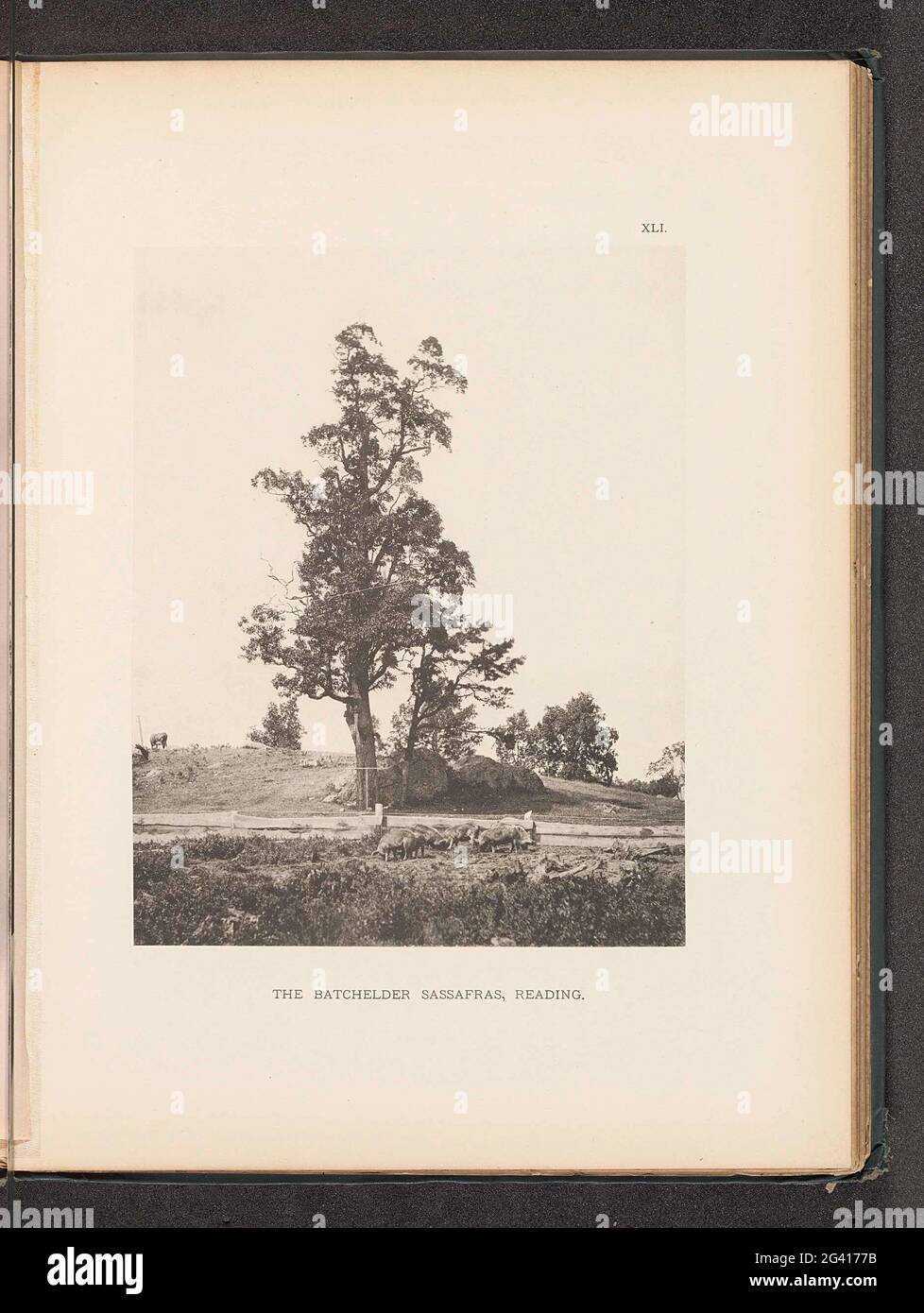 The Batchelder sassafras, Reading Stock Photo - Alamy