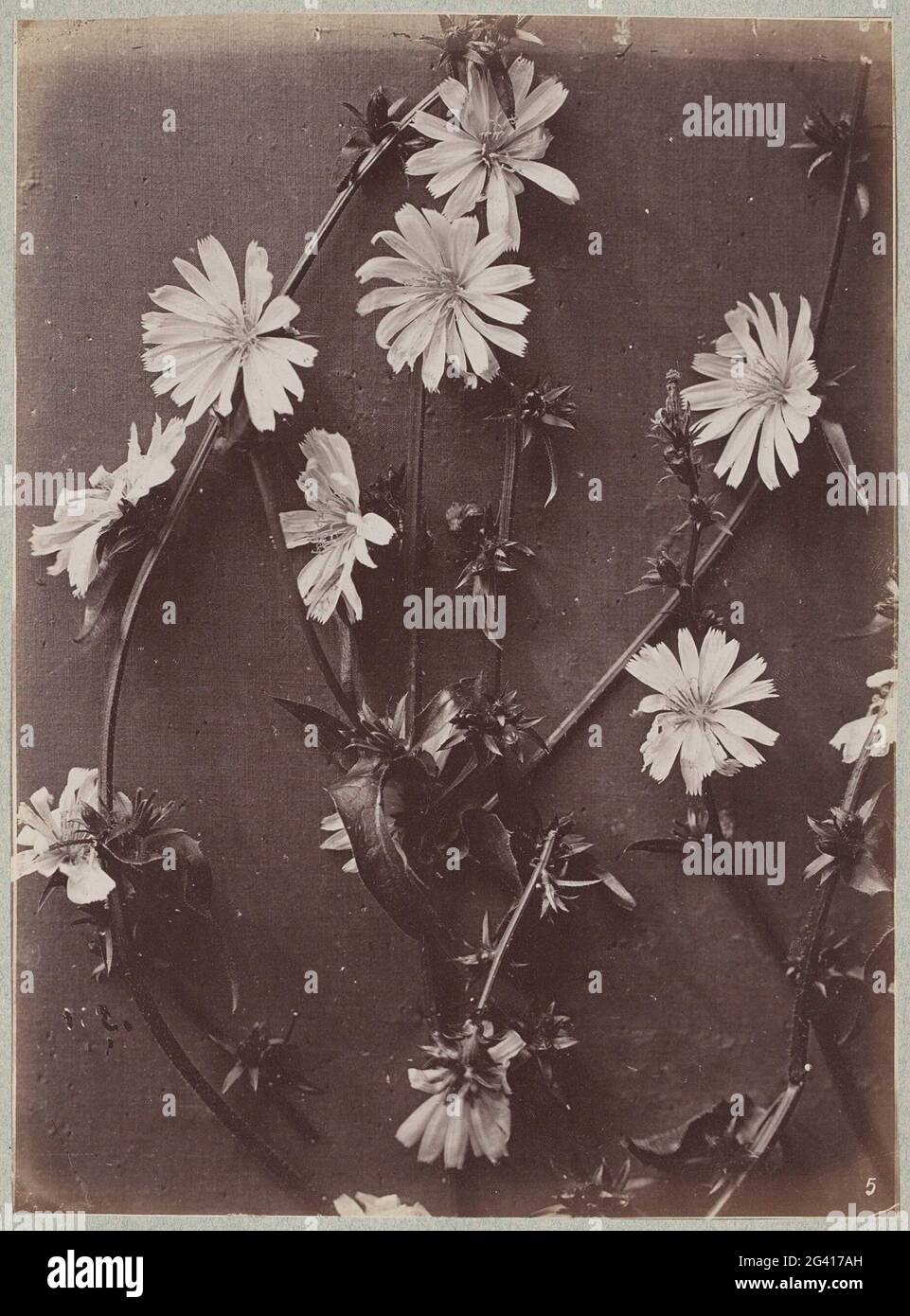 Flower study. Part of collective tape with photos of flower studies ...