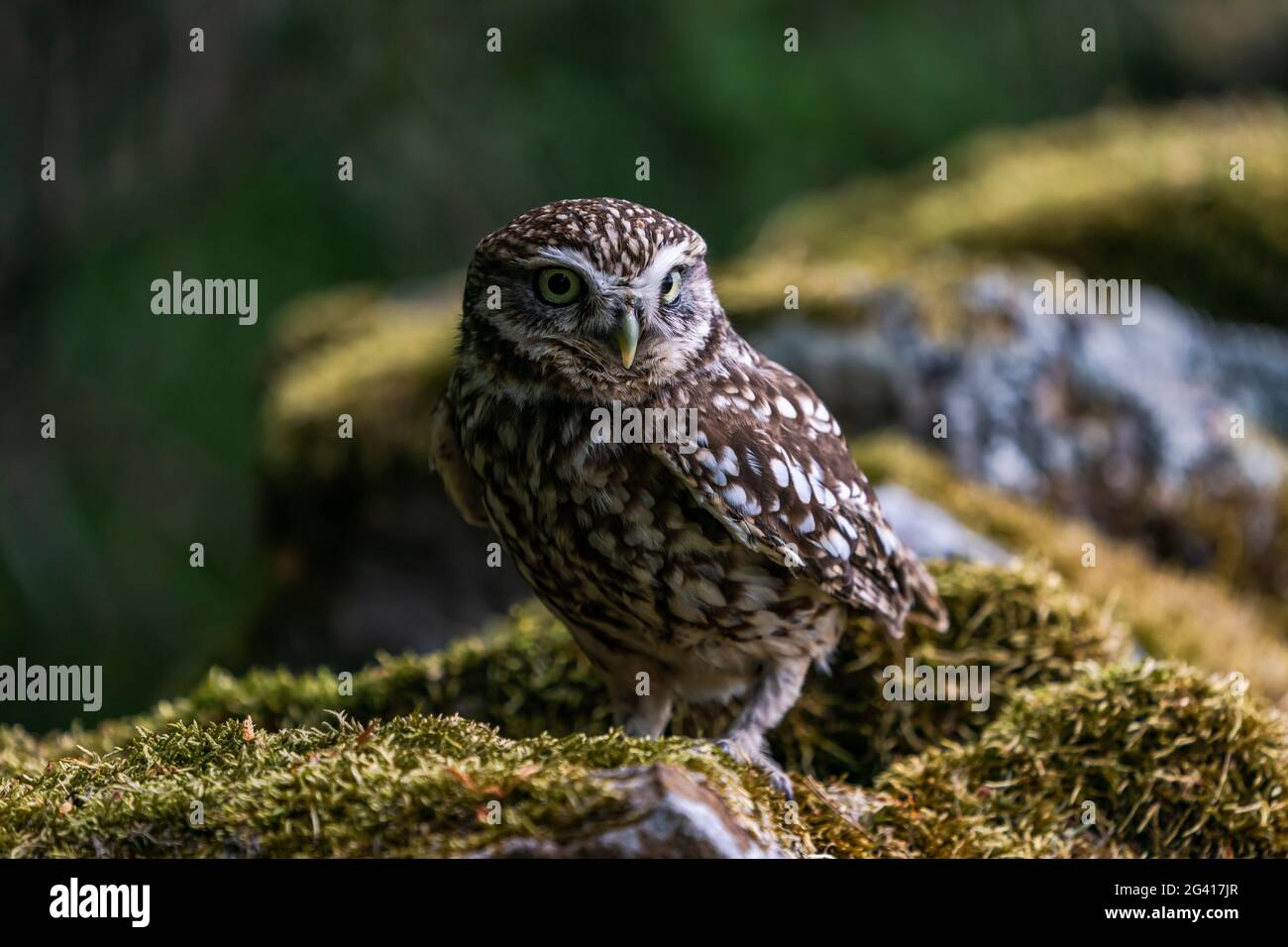 Little owl (Athene noctua) also known as the owl of Athena Stock Photo ...