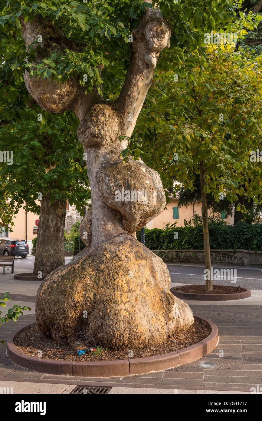 Gnarled shrub hi-res stock photography and images - Alamy