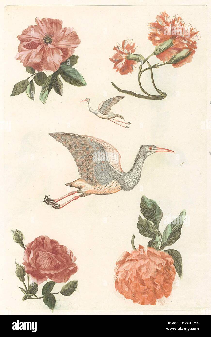 Flowers, Crane and Roerdomp. Four different flowers, including a rose ...
