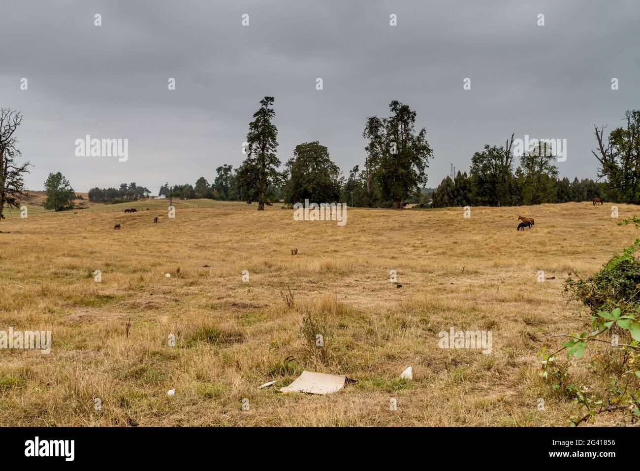 Chile ranch hi-res stock photography and images - Alamy