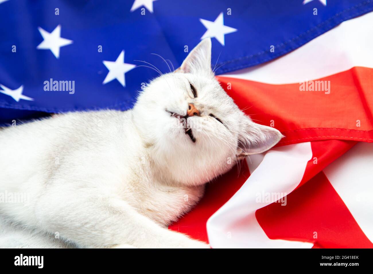 Patriotic Cats
