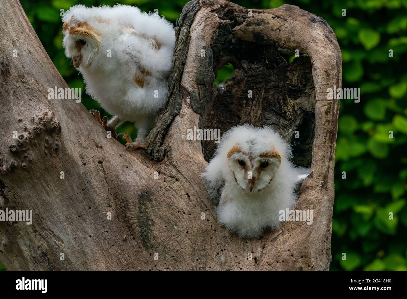Baby barn owl hi-res stock photography and images - Alamy