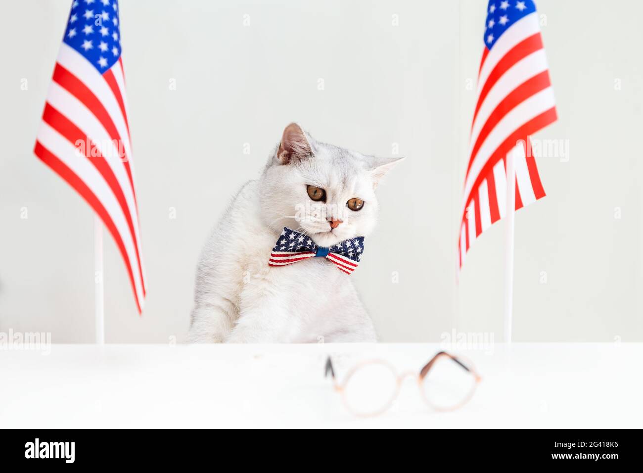 White British cat in a bow tie on the table with American flags. Humor ...