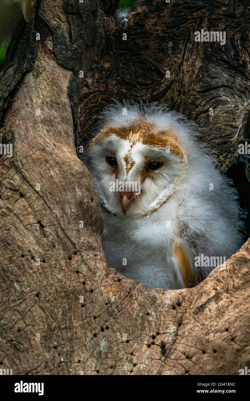 Baby barn owl hi-res stock photography and images - Alamy
