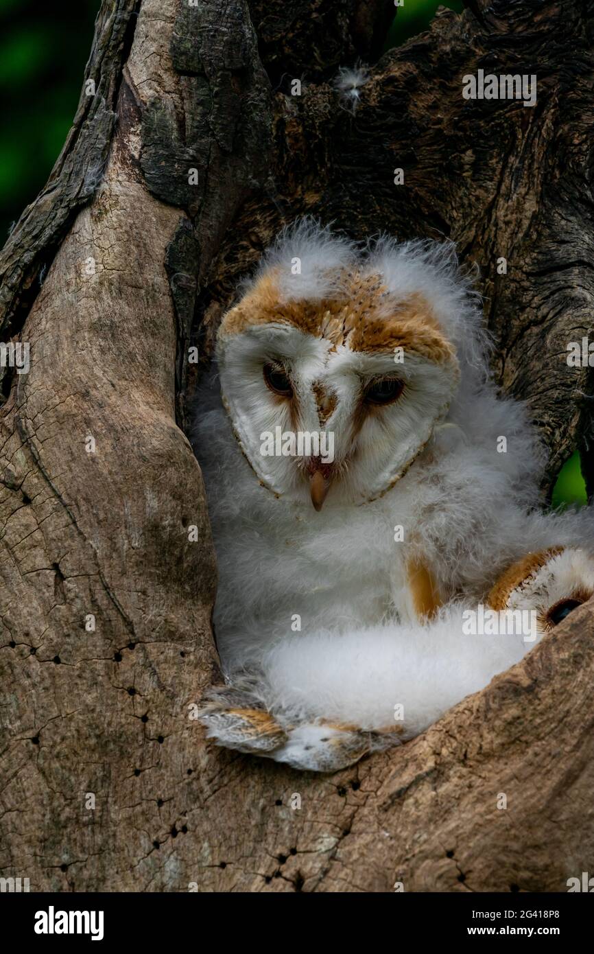 Barn owl chick (Tyto alba) in the hollow of a tree trunk Stock Photo ...