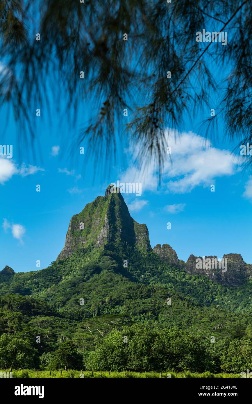 Lush vegetation and Mount Tohivea, Moorea, Windward Islands, French ...