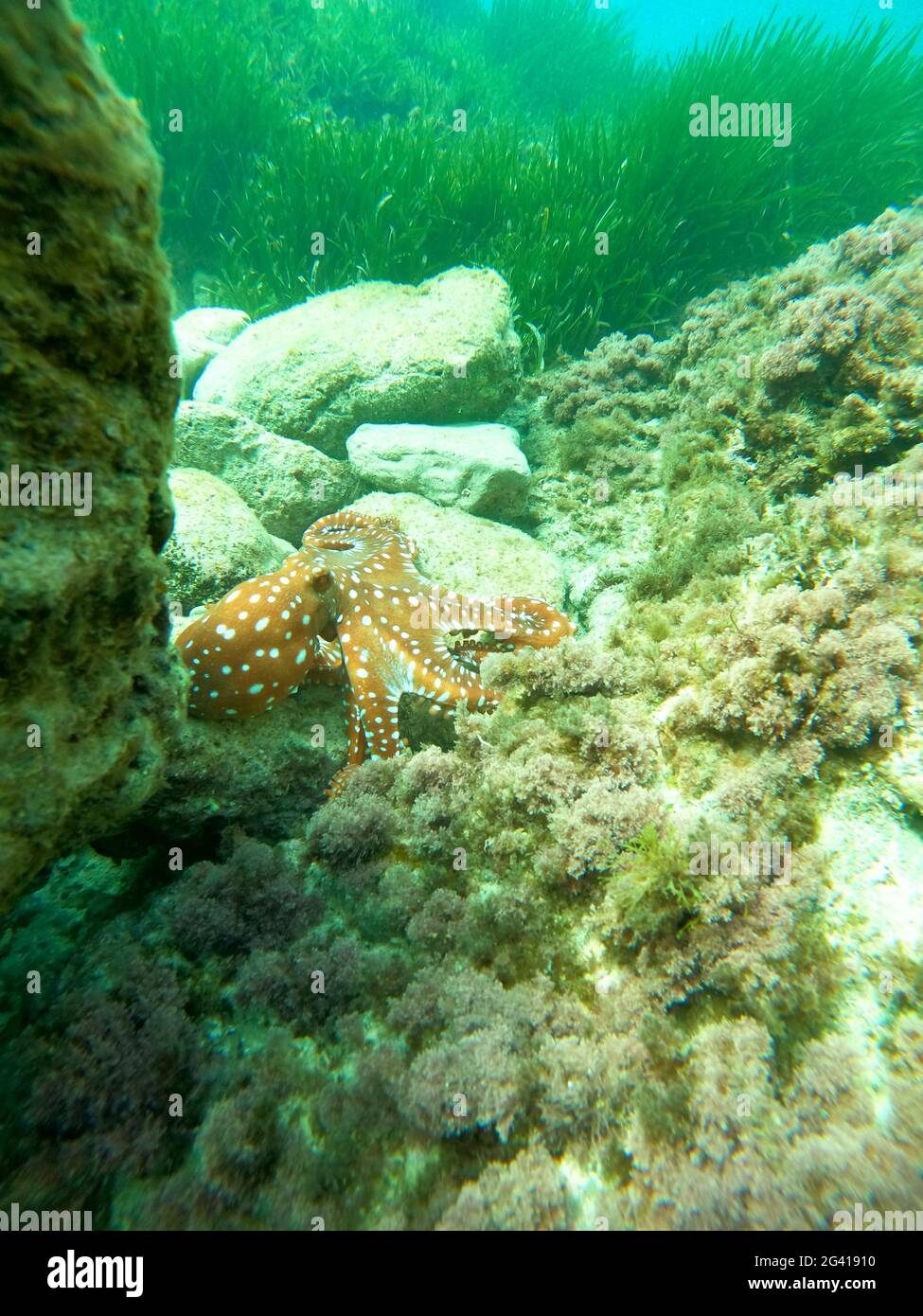 Octopus verrilli palliata Stock Photo - Alamy