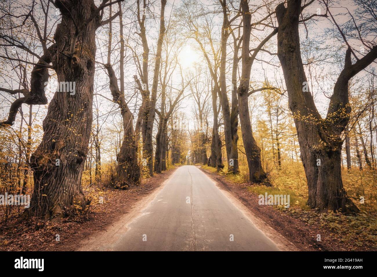 Asphalt alley hi-res stock photography and images - Alamy