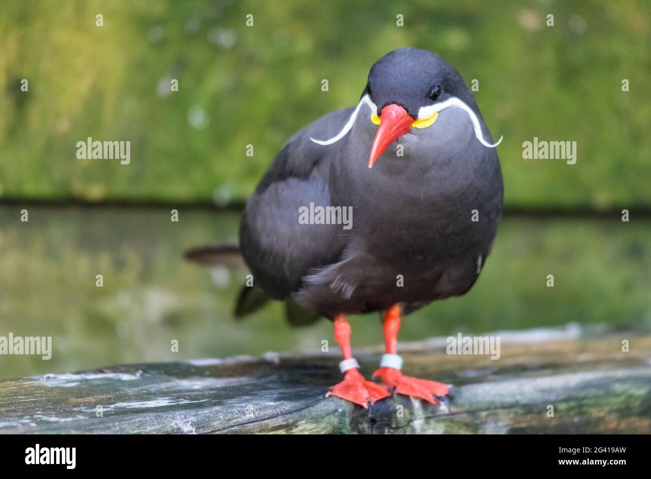 Inca Tern (Larosterna inca Stock Photo - Alamy