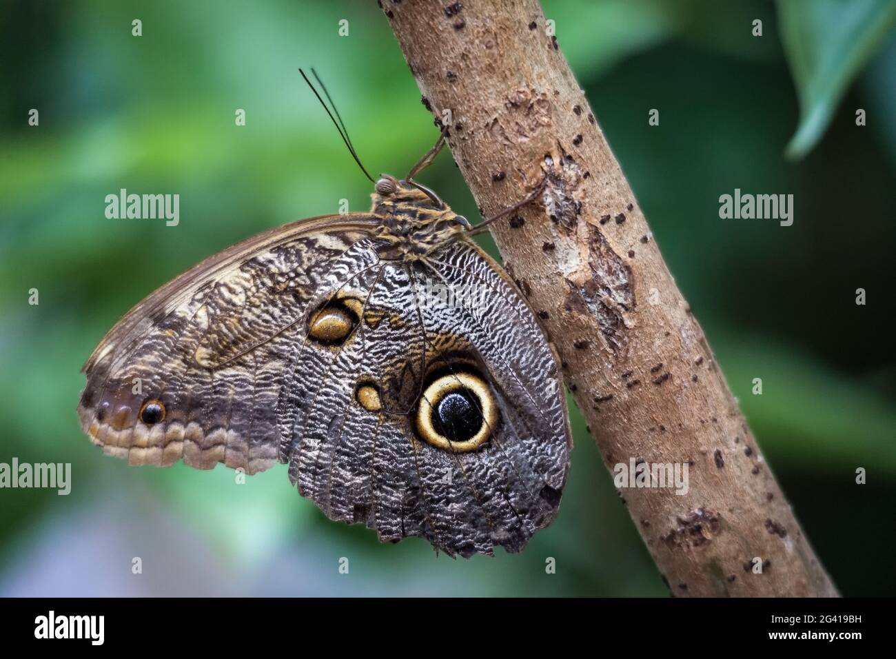 Butterfly abdomen hi-res stock photography and images - Alamy