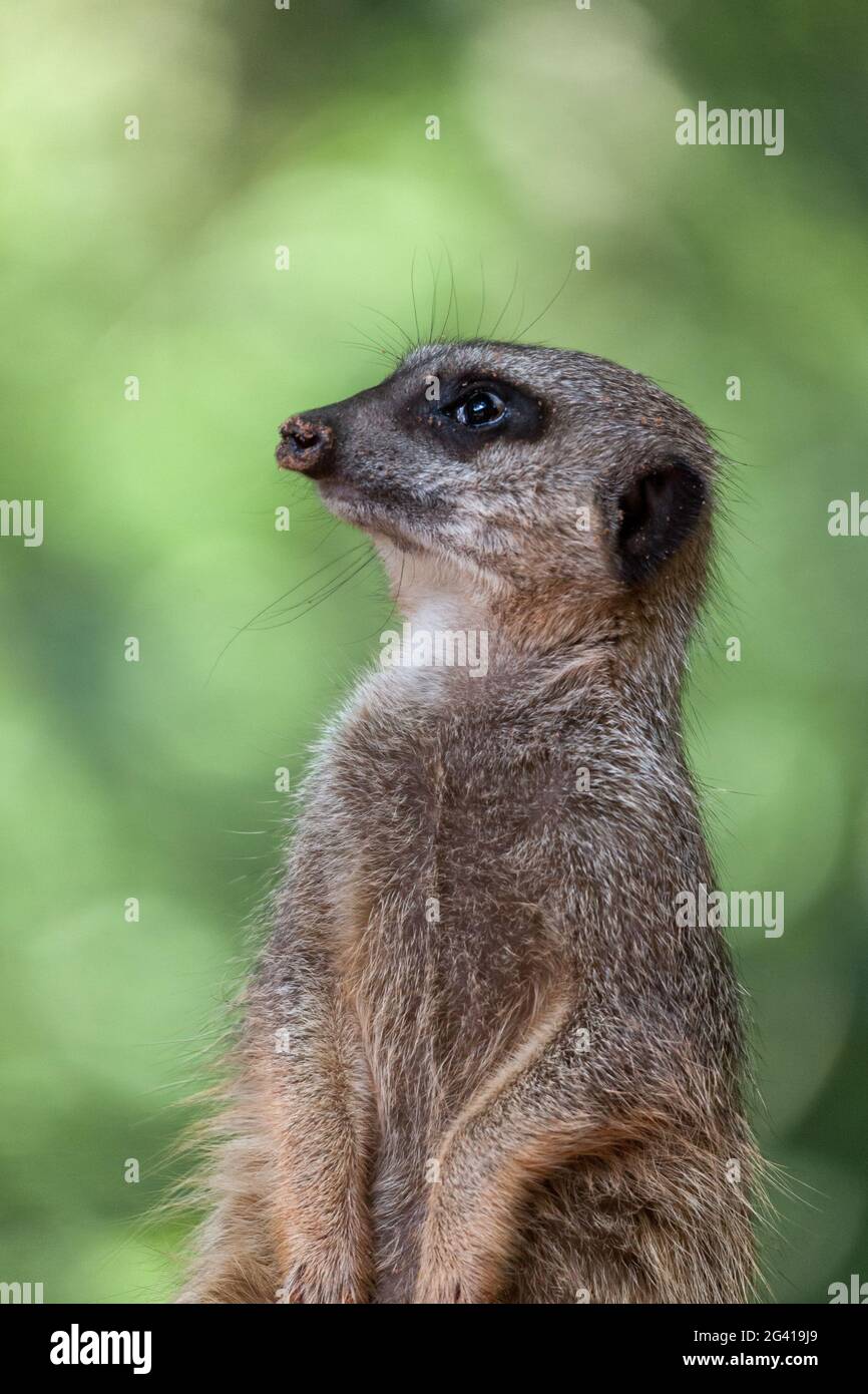 Slender-tailed Meerkat (Suricatta suricatta Stock Photo - Alamy