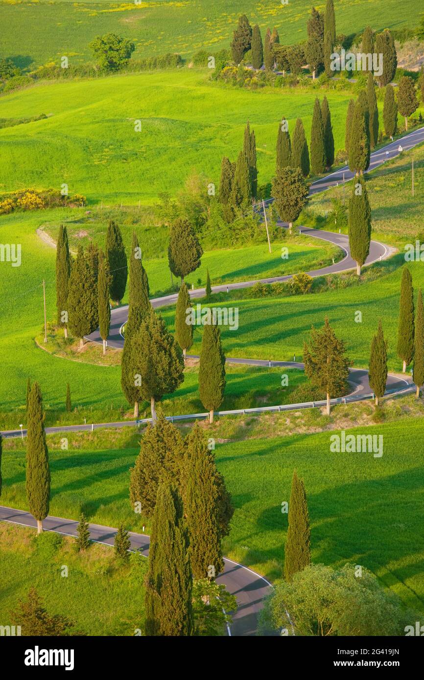 Italian cypress tree hi-res stock photography and images - Alamy