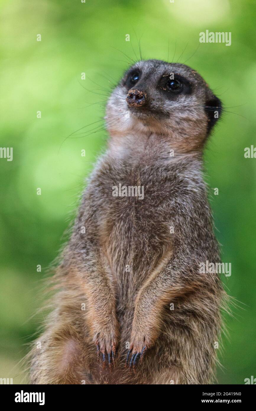 Slender-tailed Meerkat (Suricatta suricatta Stock Photo - Alamy