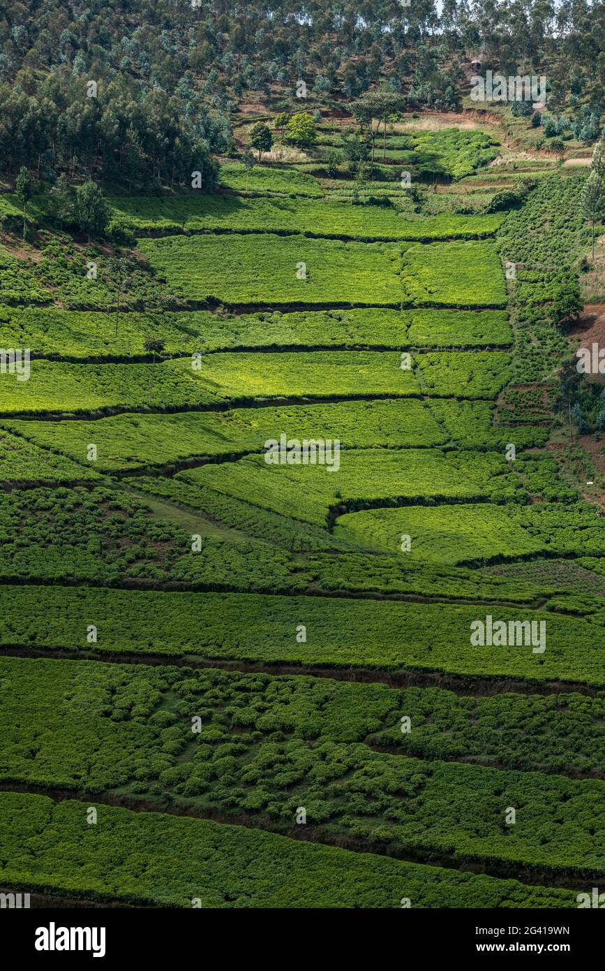 View over tea plantation on hillside, near Mudasomwa, Southern Province ...
