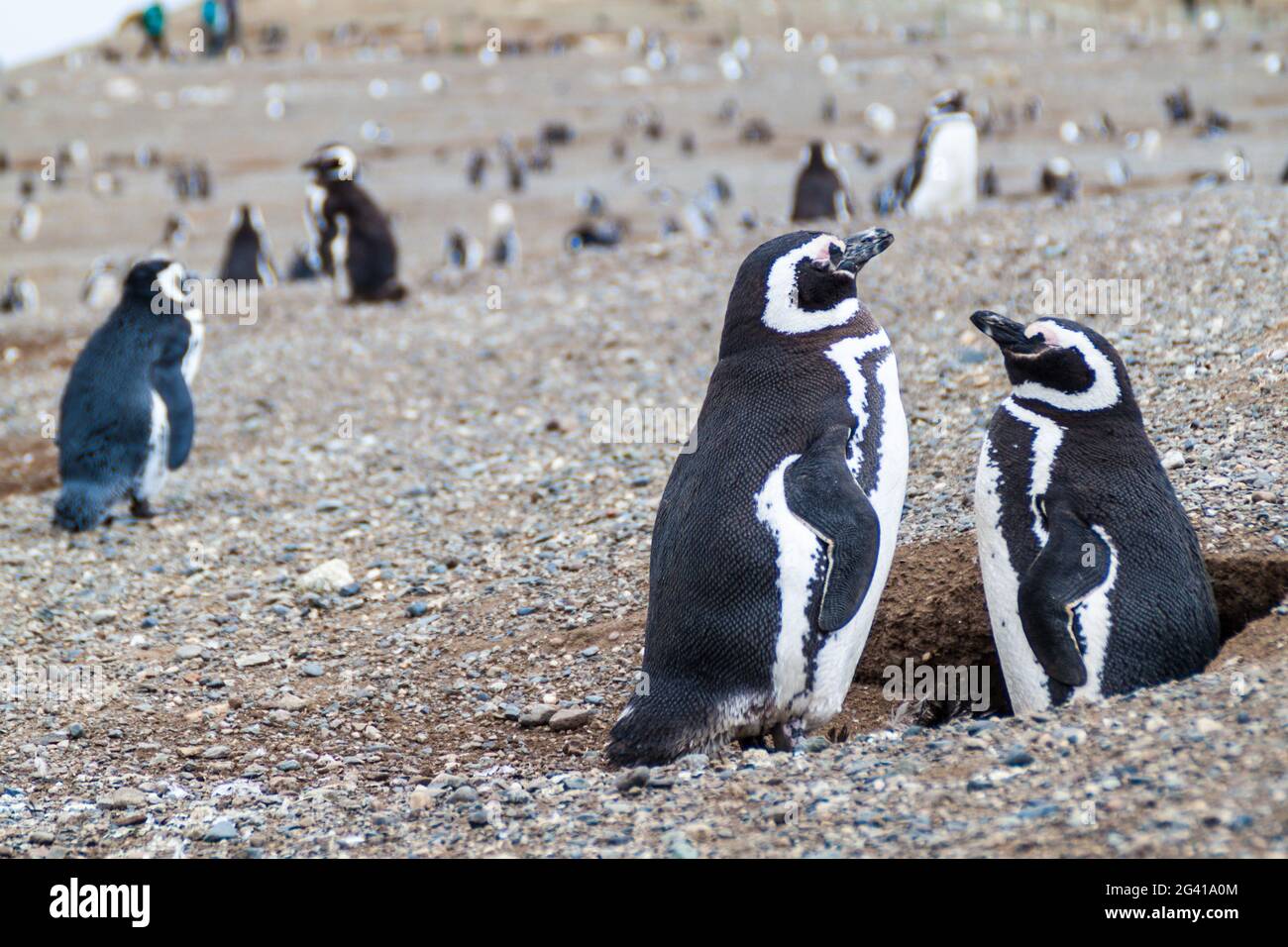 Penguin colony on Isla Magdalena island in Magellan Strait, Chile Stock ...