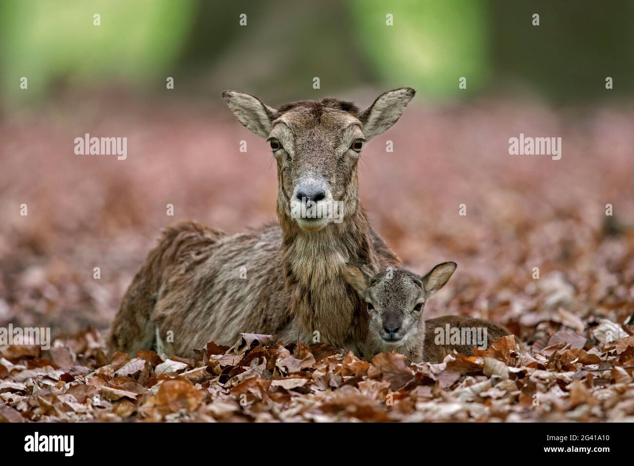 Lamb and mother rest hi-res stock photography and images - Alamy