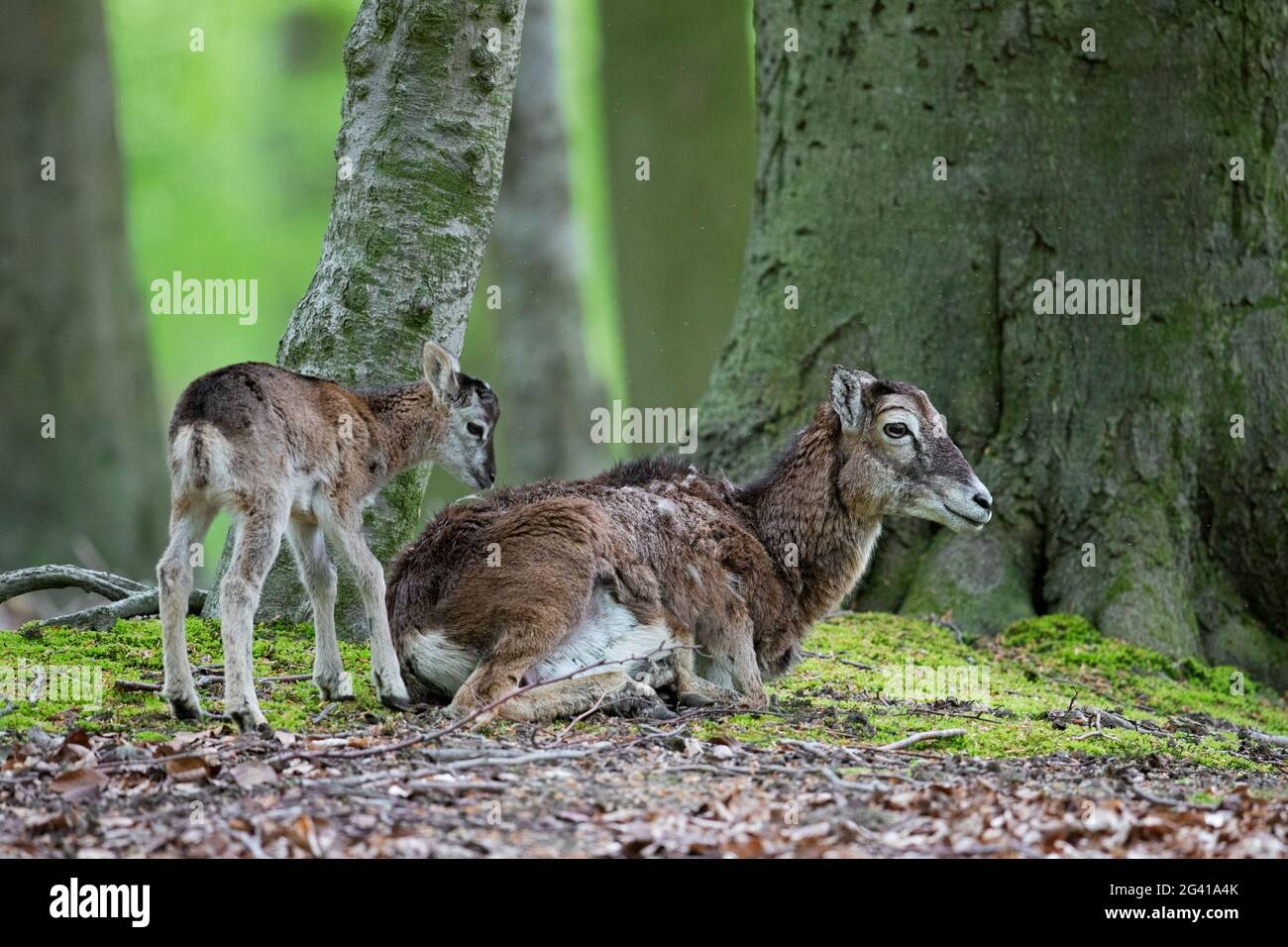 European mouflon (Ovis gmelini musimon / Ovis ammon / Ovis orientalis ...