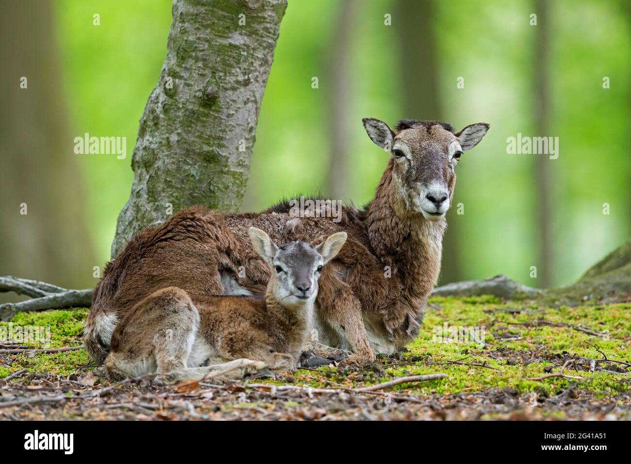 European mouflon (Ovis gmelini musimon / Ovis ammon / Ovis orientalis ...