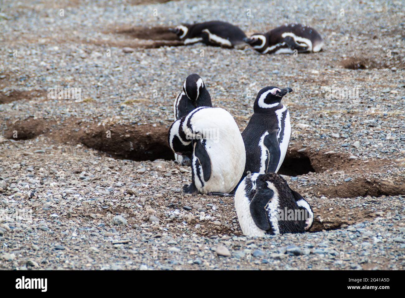Magellanic Penguin colony on Isla Magdalena island in Magellan Strait ...