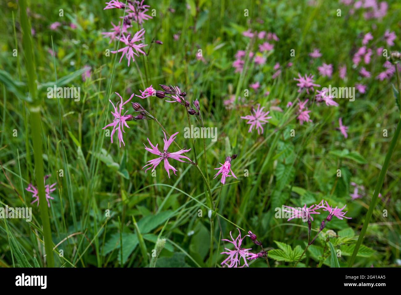 Lychnis Flos-cuculi or Ragged-robin Stock Photo - Alamy