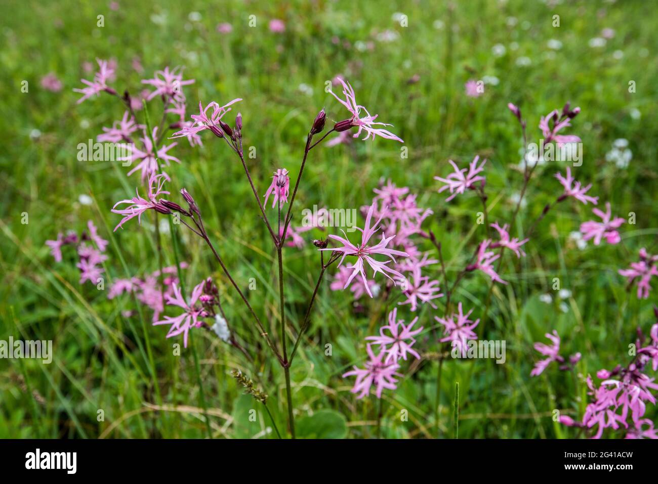 Lychnis flower stems hi-res stock photography and images - Alamy