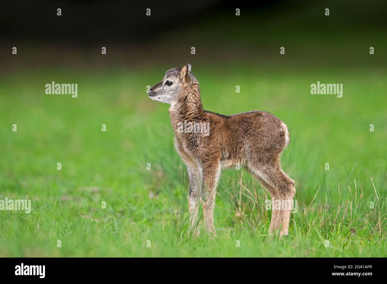 European mouflon (Ovis gmelini musimon / Ovis ammon / Ovis orientalis ...
