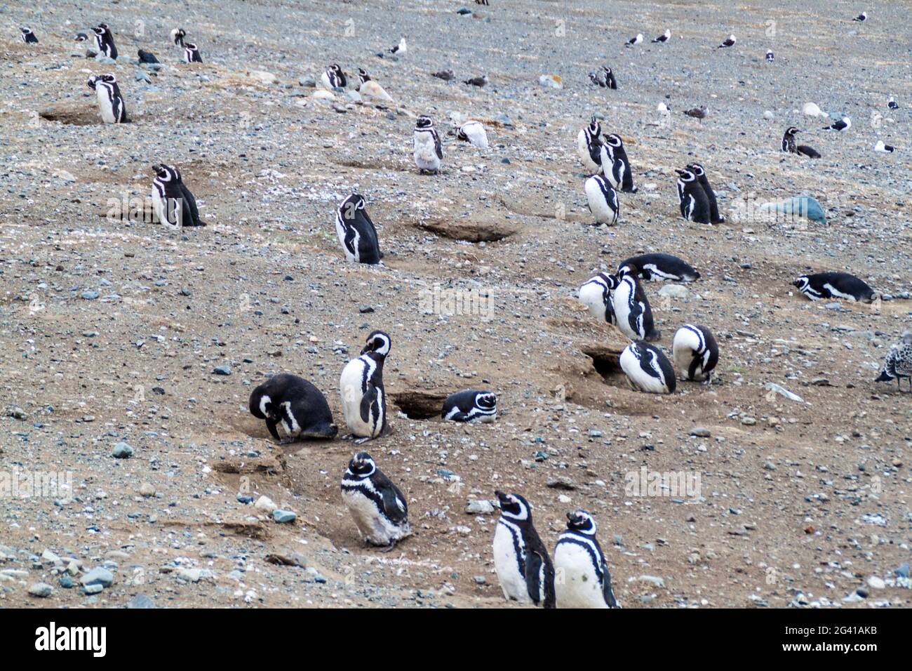 Magellan penguin colony on Isla Magdalena island, Chile Stock Photo - Alamy