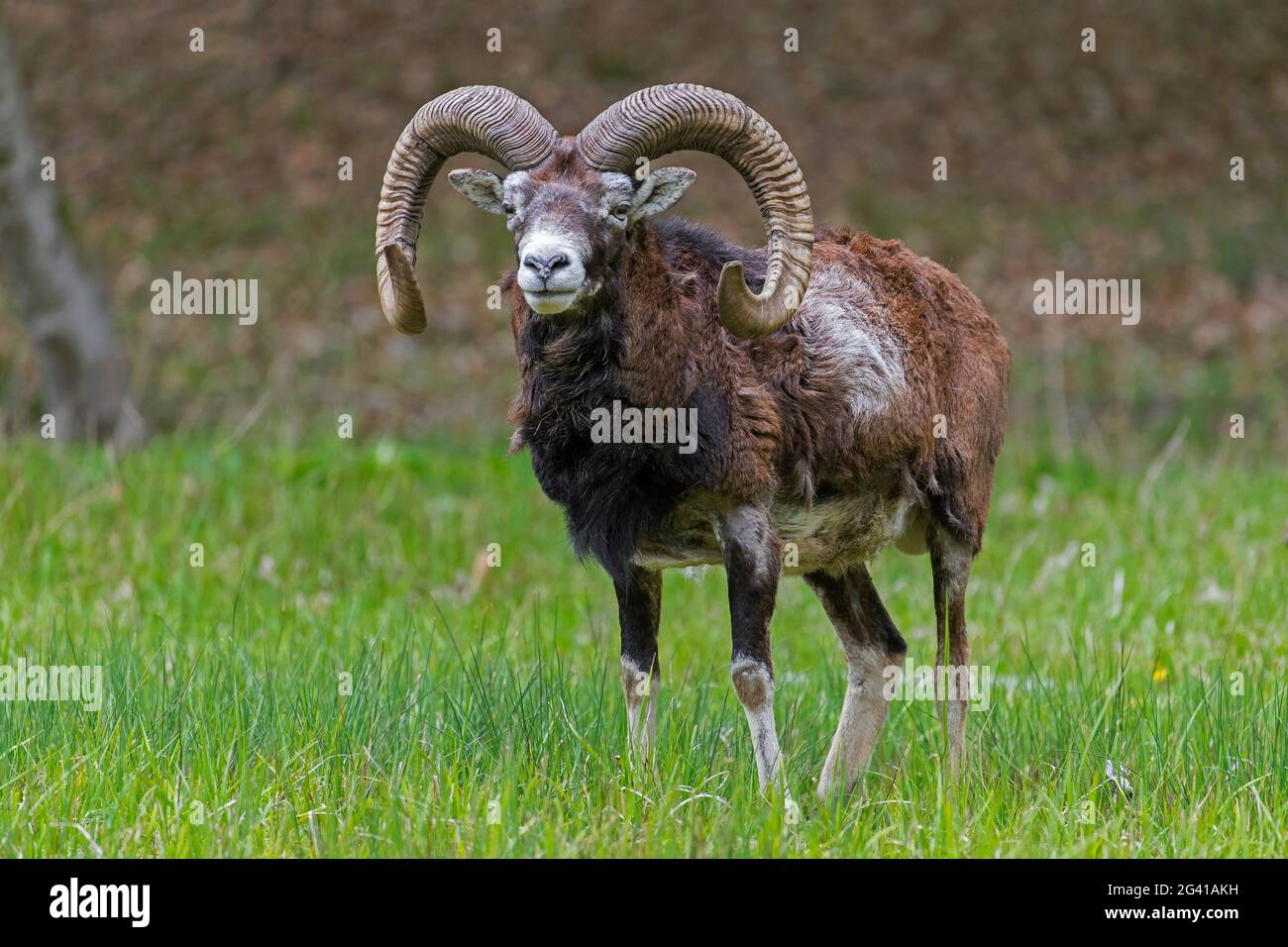 European mouflon (Ovis gmelini musimon / Ovis ammon / Ovis orientalis ...