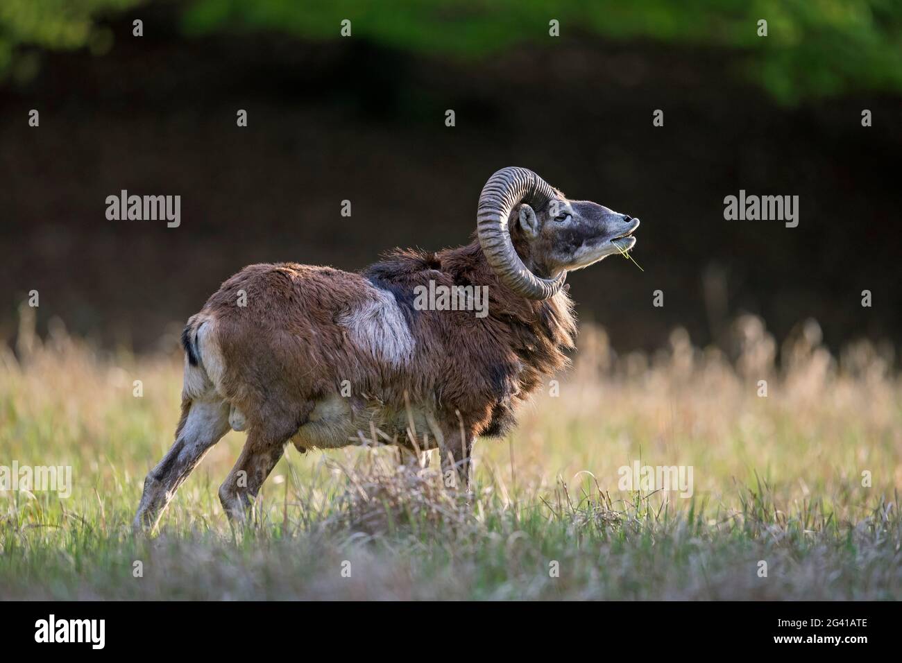 Edge horns hi-res stock photography and images - Alamy