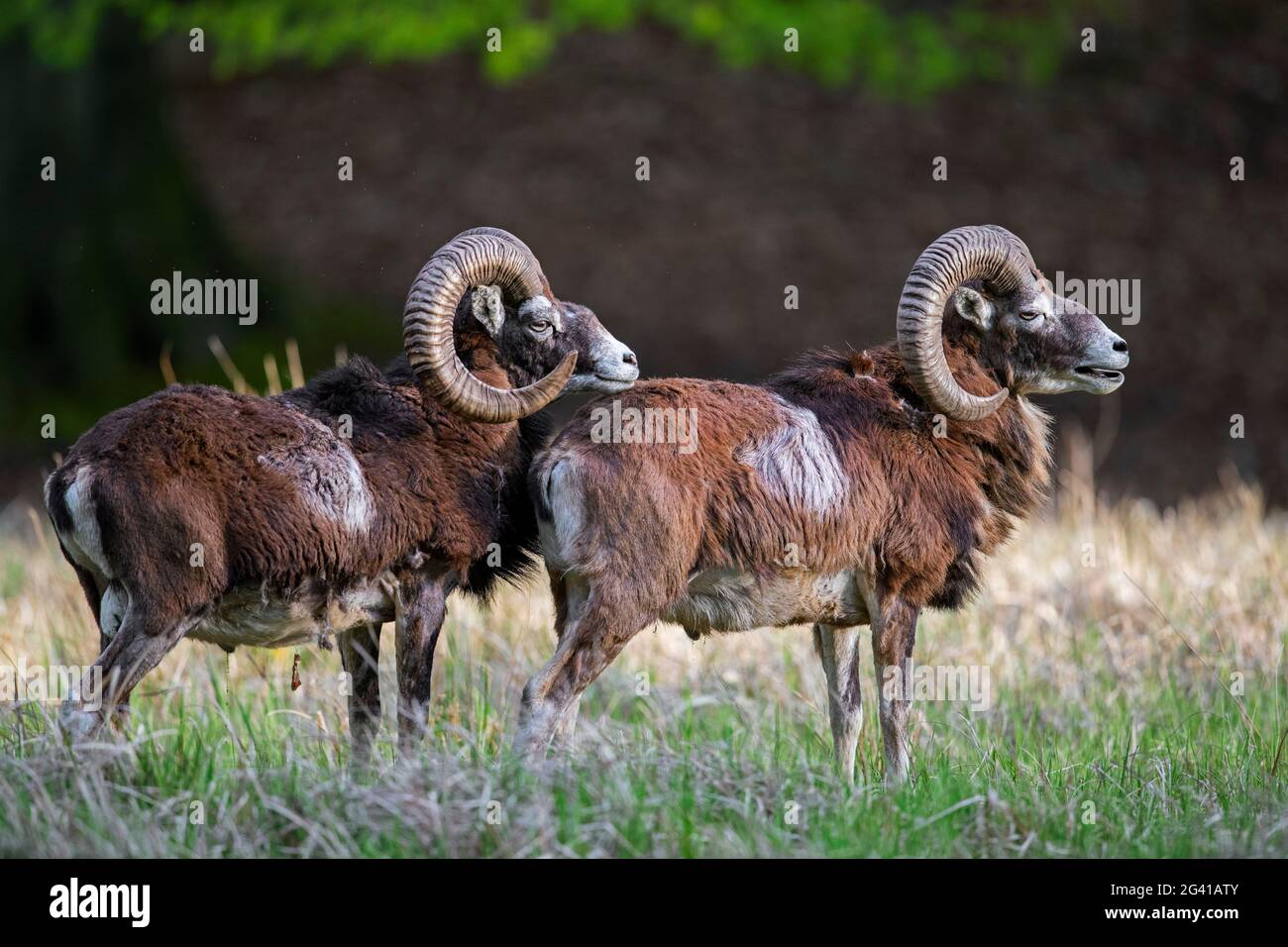 European mouflons (Ovis gmelini musimon / Ovis ammon / Ovis orientalis ...