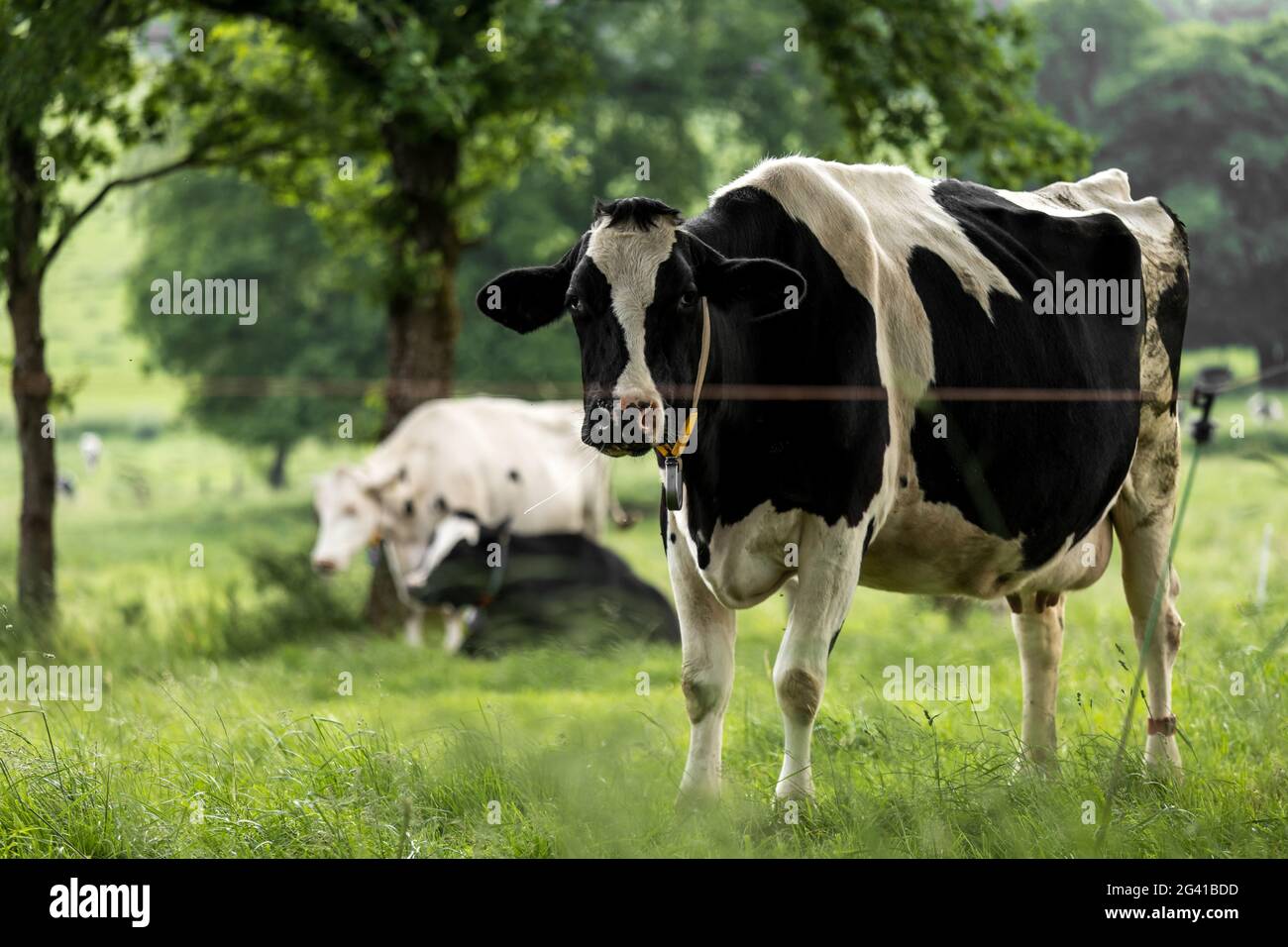 Classic milk cow hi-res stock photography and images - Alamy