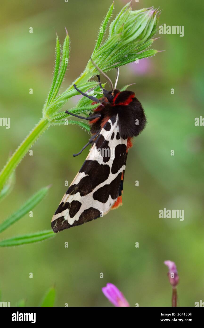 Garden tiger moth, Arctia caja, taken in Lanarkshire, Scotland Stock ...