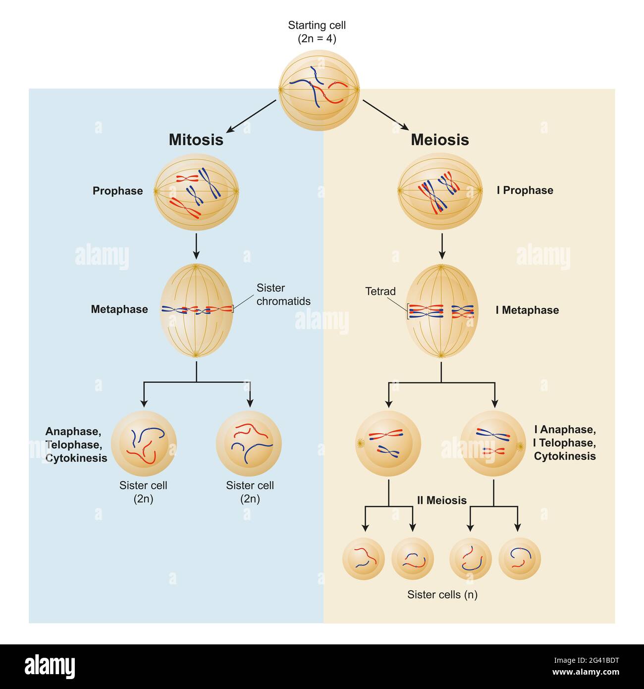 Mitosis and meiosis differences Stock Photo - Alamy Mitosis and meiosis differences Stock Photo - Alamy
