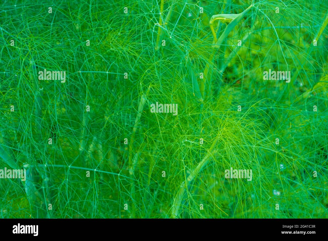 Fresh green fennel close up, background, summer time Stock Photo - Alamy