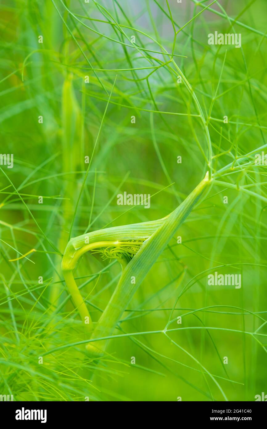 Fresh green fennel close up, background, summer time Stock Photo - Alamy