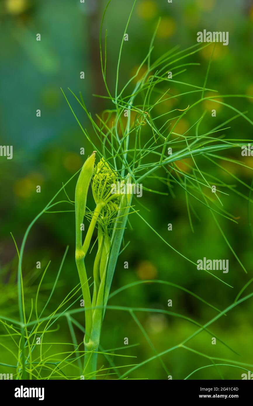 Fresh green fennel close up, background, summer time Stock Photo - Alamy