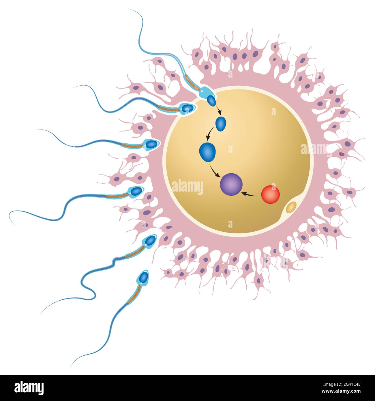 Illustration of an ovum that is fertilized by a sperm Stock Photo - Alamy