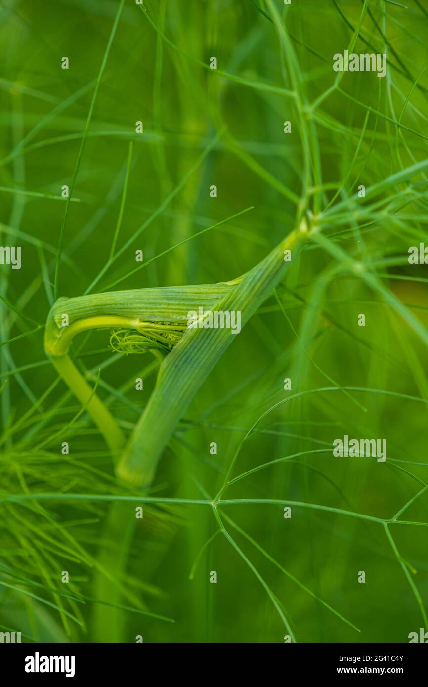 Fresh green fennel close up, background, summer time Stock Photo - Alamy
