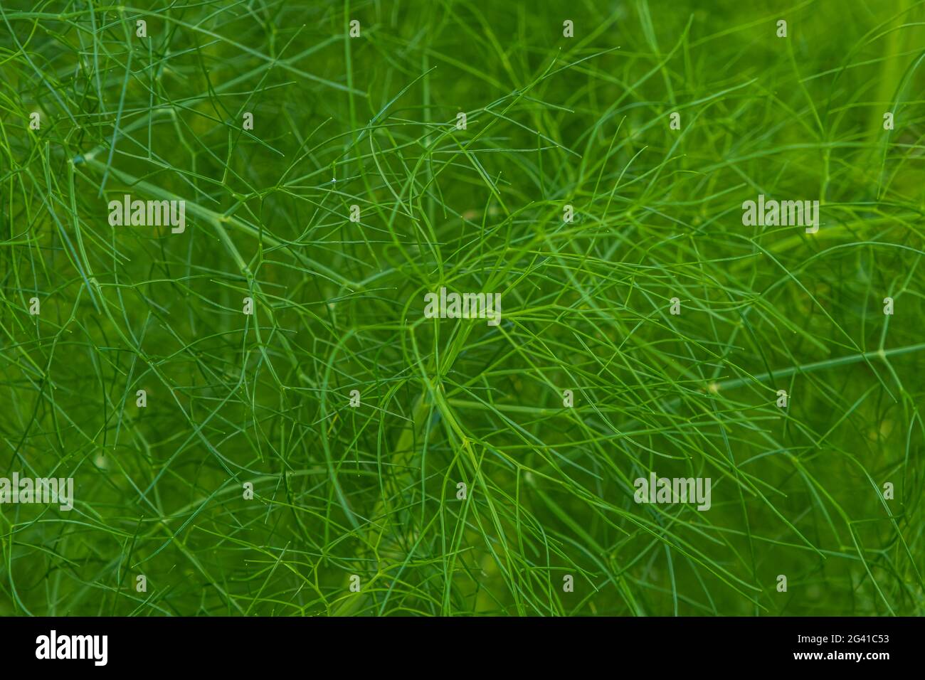 Fresh green fennel close up, background, summer time Stock Photo - Alamy